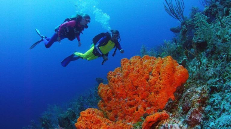 PADI Courses - Stuart Coves - Bahamas Dive Shop & Tours