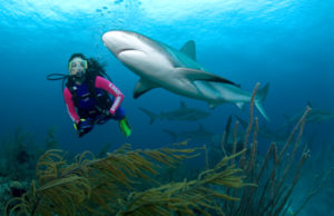 Shark Diving - Stuart Coves - Bahamas Dive Shop & Tours