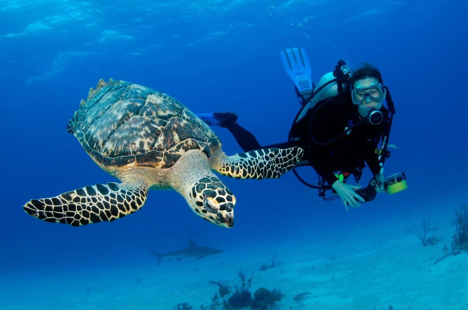 Scuba Diving - Stuart Coves - Bahamas Dive Shop & Tours