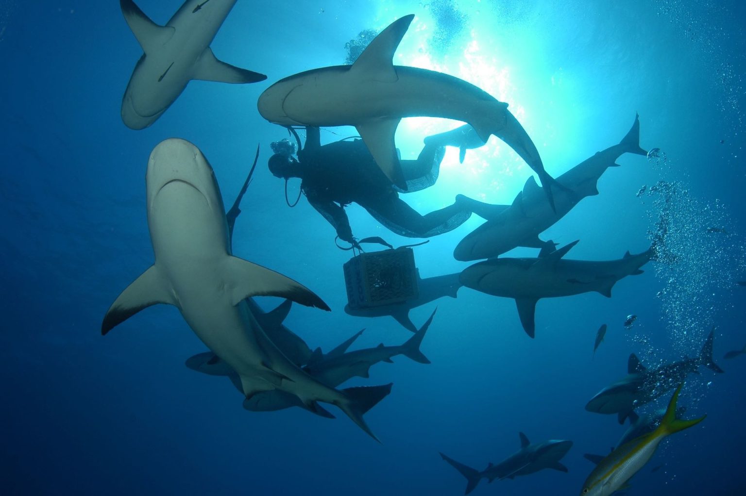 Scuba Diving - Stuart Coves - Bahamas Dive Shop & Tours