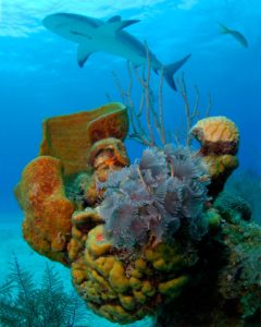 Scuba Diving - Stuart Coves - Bahamas Dive Shop & Tours