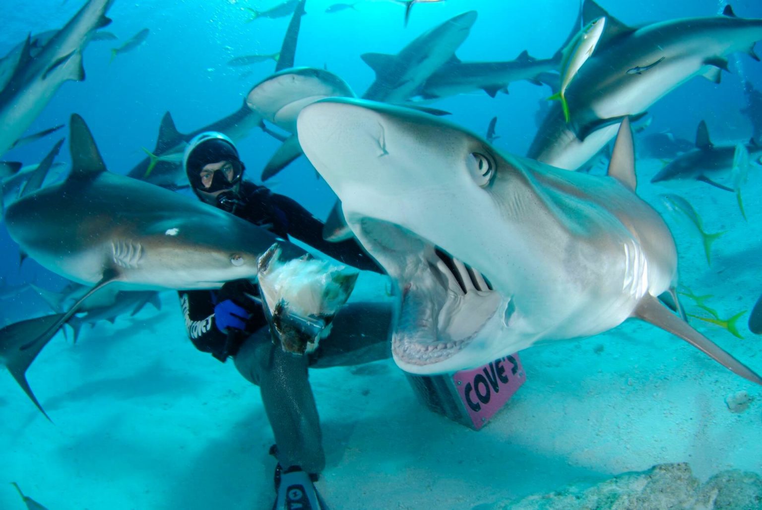 Scuba Diving - Stuart Coves - Bahamas Dive Shop & Tours