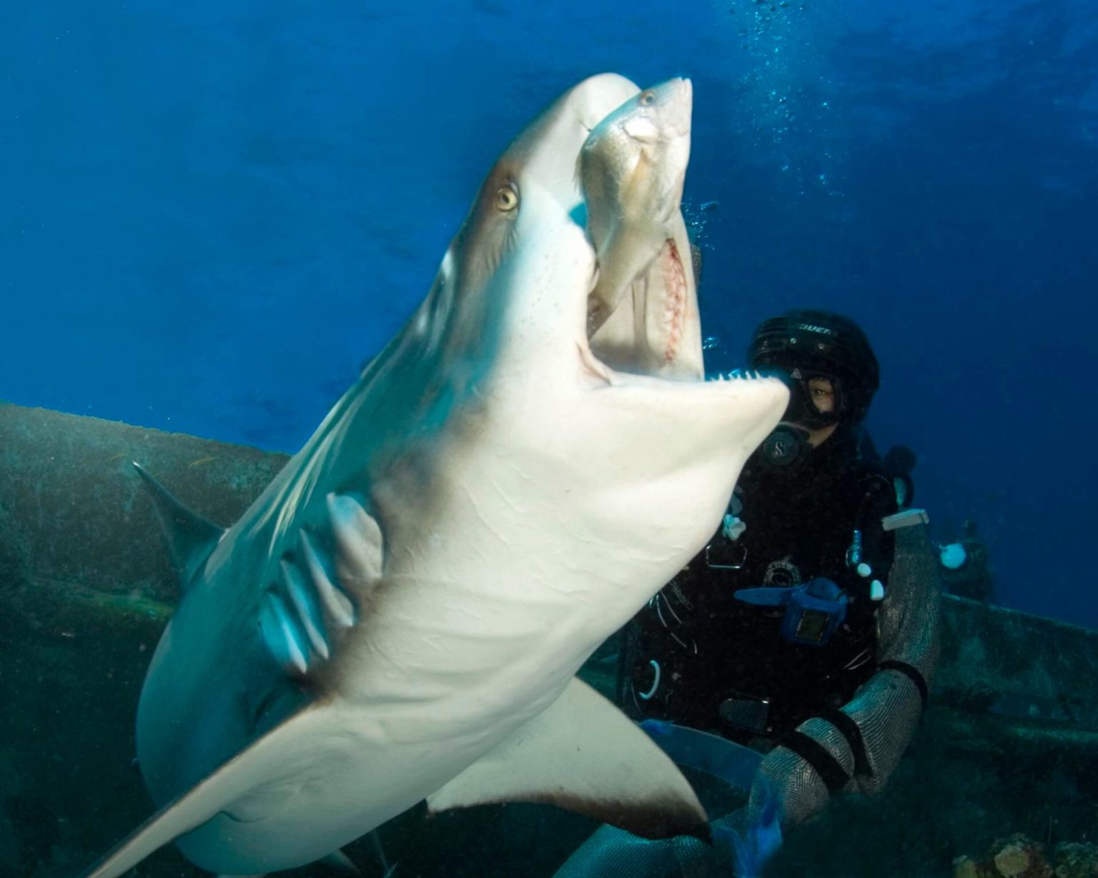Scuba Diving - Stuart Coves - Bahamas Dive Shop & Tours