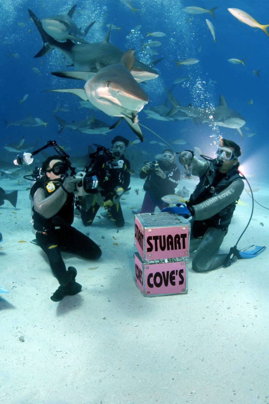 Shark Diving - Stuart Coves - Bahamas Dive Shop & Tours
