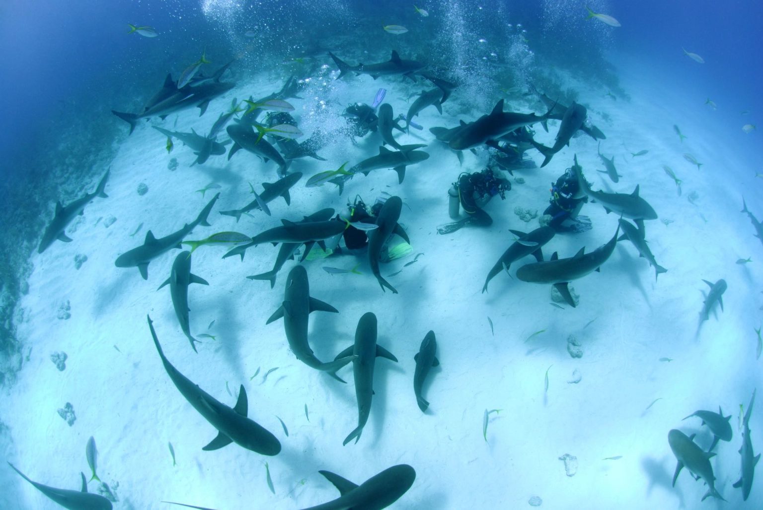 Shark Diving - Stuart Coves - Bahamas Dive Shop & Tours