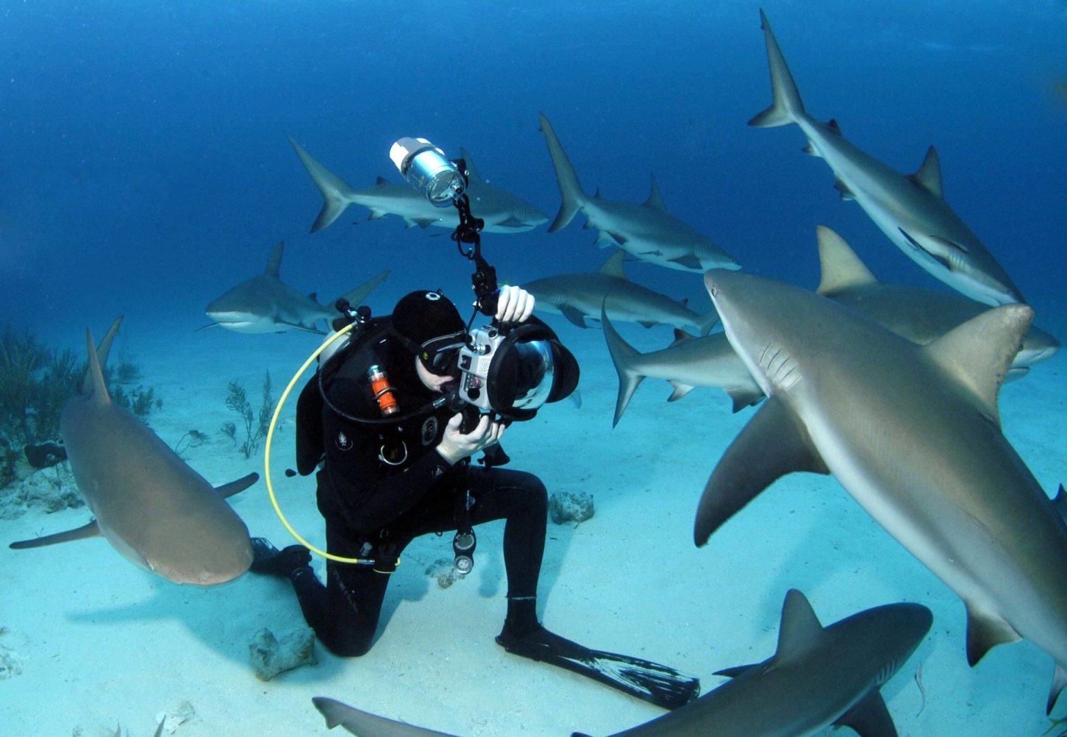 Scuba Diving - Stuart Coves - Bahamas Dive Shop & Tours