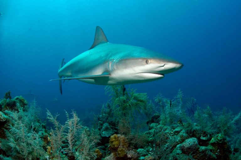 Shark Diving - Stuart Coves - Bahamas Dive Shop & Tours