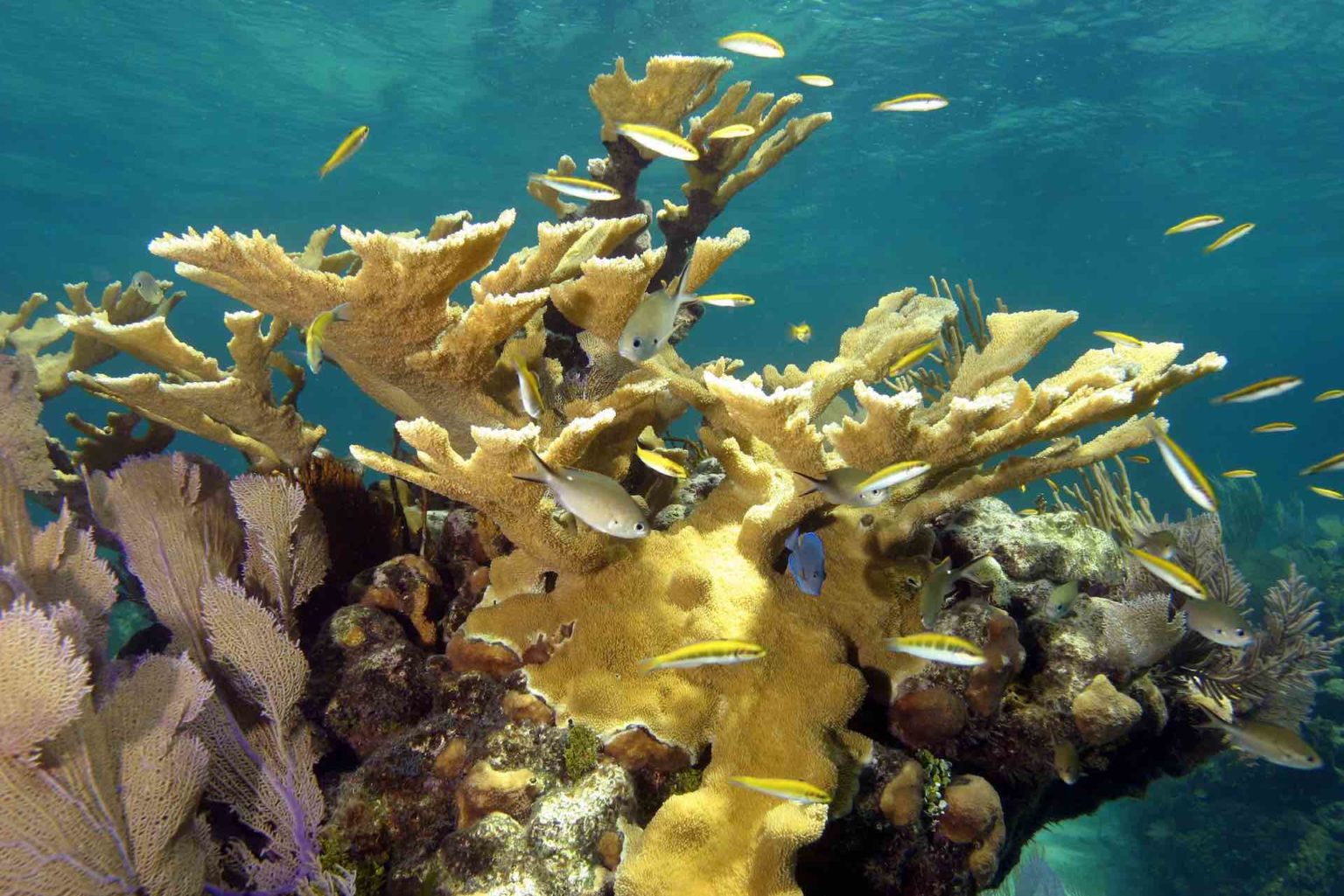 Snorkeling - Stuart Coves - Bahamas Dive Shop & Tours