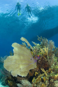Snorkeling - Stuart Coves - Bahamas Dive Shop & Tours
